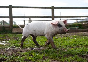 The Wild Pig - Farm Shop in Oxfordshire